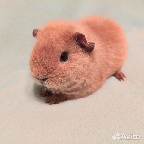 Морские свинки Рексик мальчик