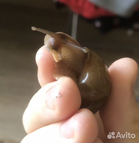 Улитки Ахатины улитята