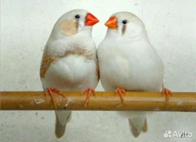 Амадинки зебровые