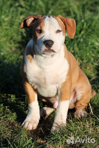 Американский стаффордширский терьер щенки