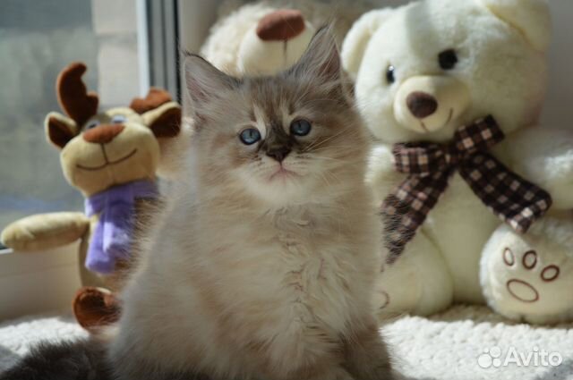 Невский маскарадный котёнок 2 мес