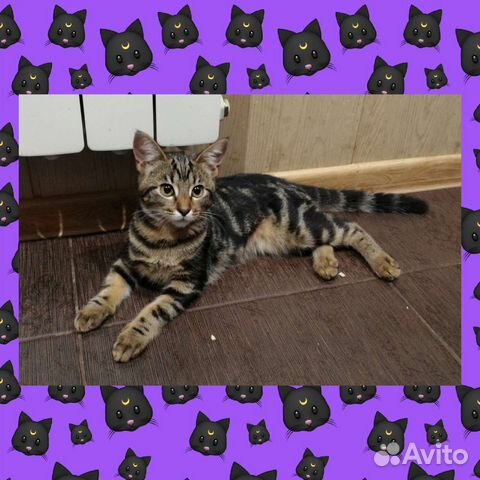 Мраморная малышка