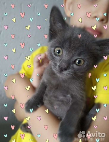 Котёнок Филя в дар. Доставка