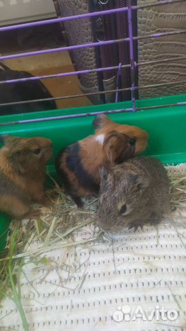 Морская свинка