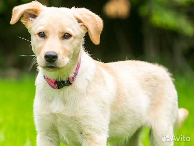 Крошка Лилу в добрые руки