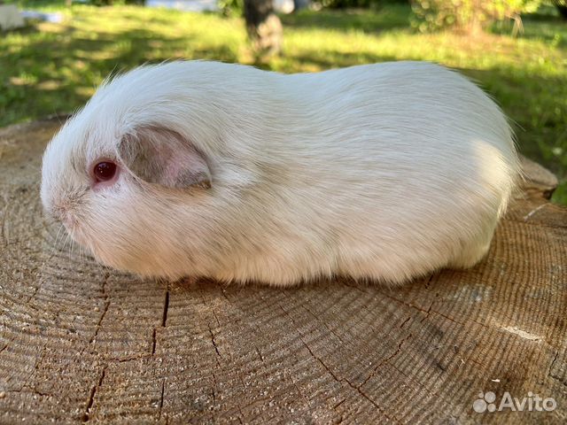 Морская свинка английский селф