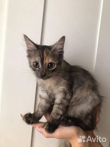 Кошка