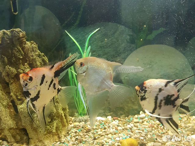 Рыба скалярии осталось 3 шт
