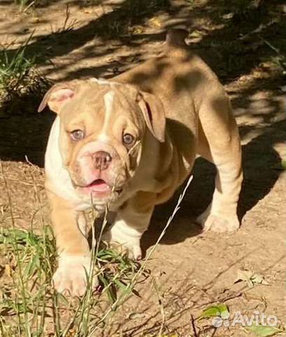 Милейшее Создание англичанка