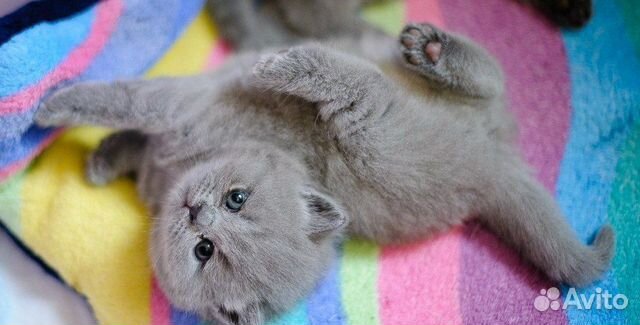 Клубная голубая британочка