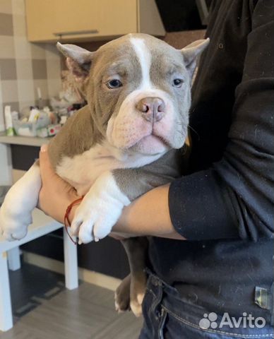 Красавица Лиза - американский булли