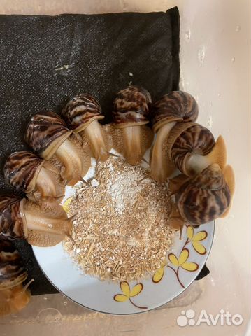 Улитки ахатины маленькие