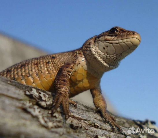 Ящерица обыкновенная