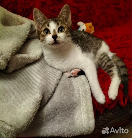 Очень красивый котенок Фея в дар