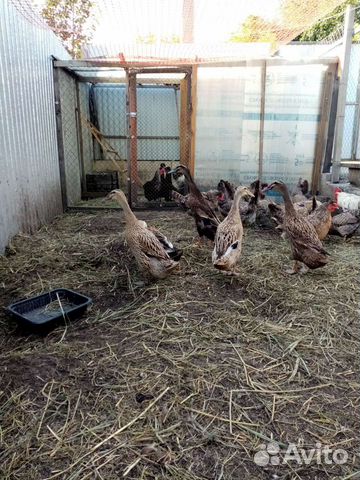 Утки индийский бегунок