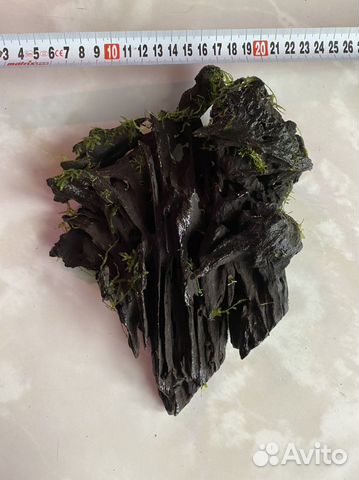 Коряга мангровая
