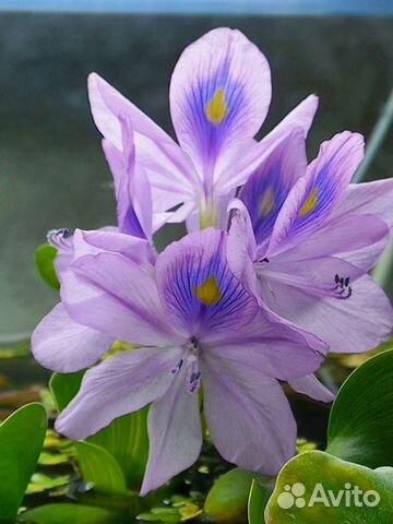 Водный гиацинт для аквариума и пруда