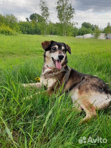 Долгие годы в грустном одиночестве, спасите собаку