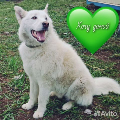 Сибирский хаски