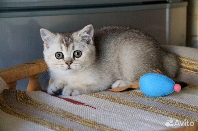 Лаки - серебристый тикированный малыш