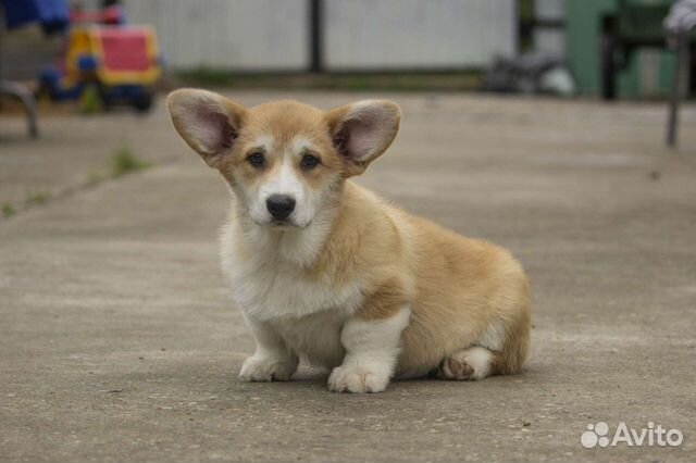 Перспективный кобель вельш корги пемброк н/б
