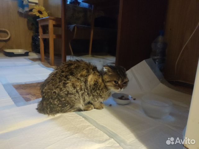 Британский вислоухий кот в добрые руки
