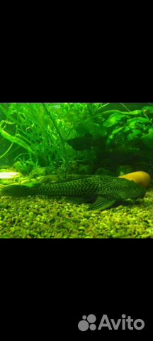 Плекостомус