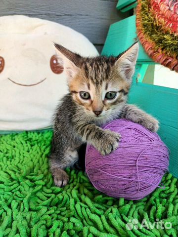 Котощенок Сократ ищет друга