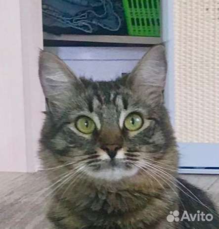 Кошечка Сандра., 11 месяцев