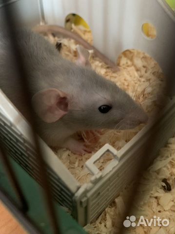 Крысёныш подросток