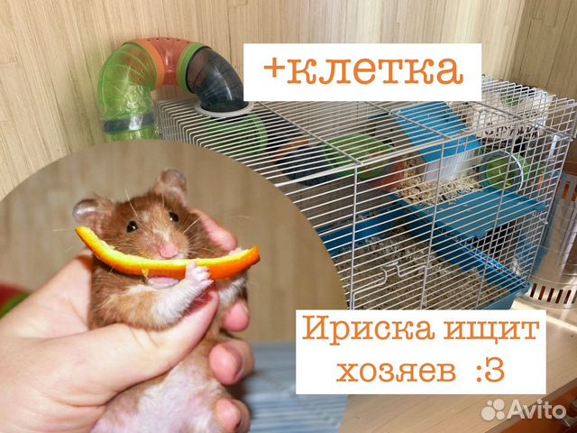 Сирийский хомяк + клетка