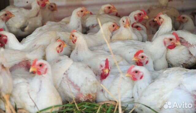 Куры бройлеры живым весом