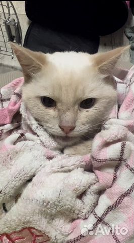 Кот найден