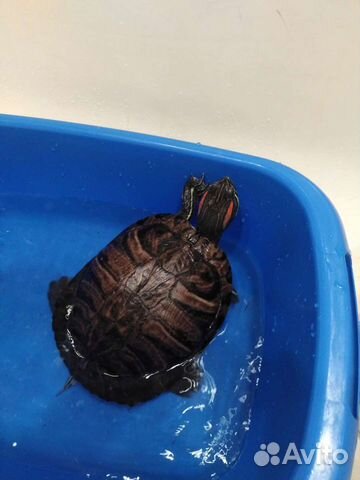 Красноухая черепаха большая