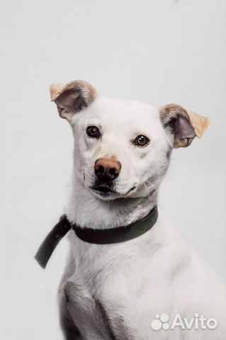 Собака в добрые руки отдам бесплатно