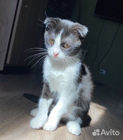 Котята