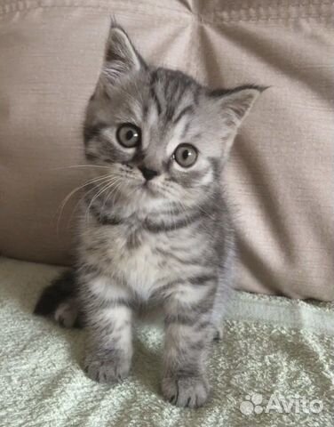 Британская кошечка в добрые руки