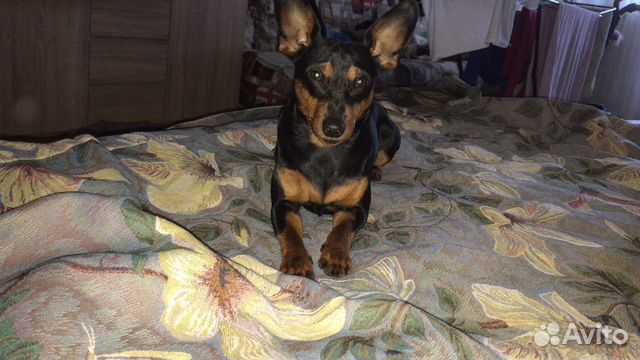 Вязка цвергпинчер