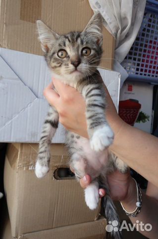 Котята