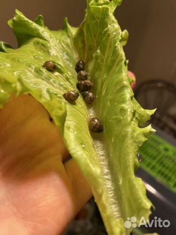 Улитки ахатины бесплатно