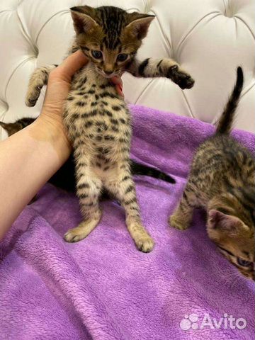 Котята бенгалы