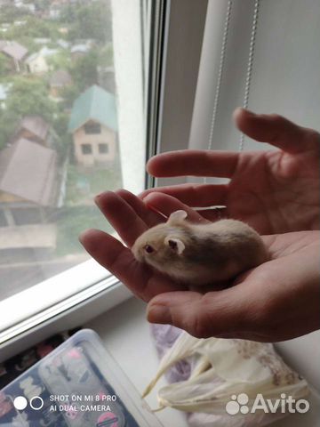 Джунгарский хомяк