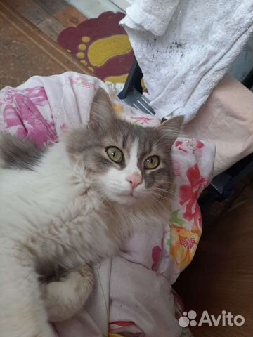 Потерялся котик, пушистый район ул Блюхера