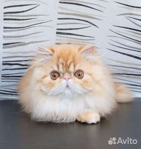 Персидский мальчик