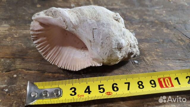 Большие ракушки