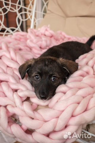 Мальчик от маленькой собачки