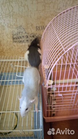 Декоративные крысы