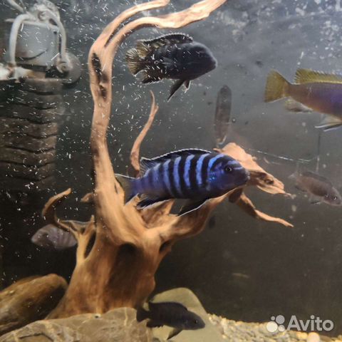 Псевдотрофеус