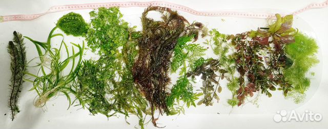 Набор аквариумных растений