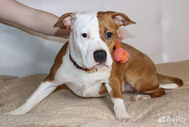 Подрощенная девочка, документы РКФ